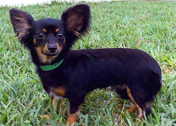 Affenhuahua - Zanimalia