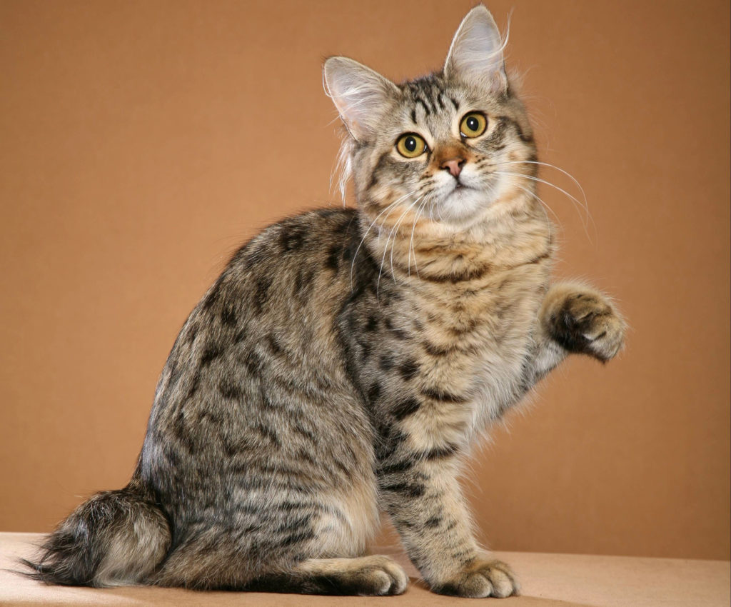 American Bobtail - Zanimalia