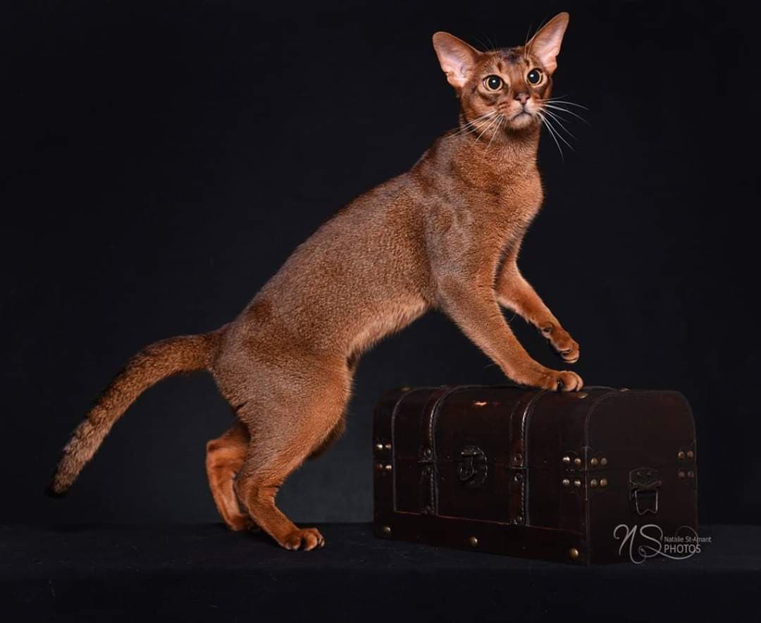 Abyssin (Chat) : Descriptif de la race, caractère et soins