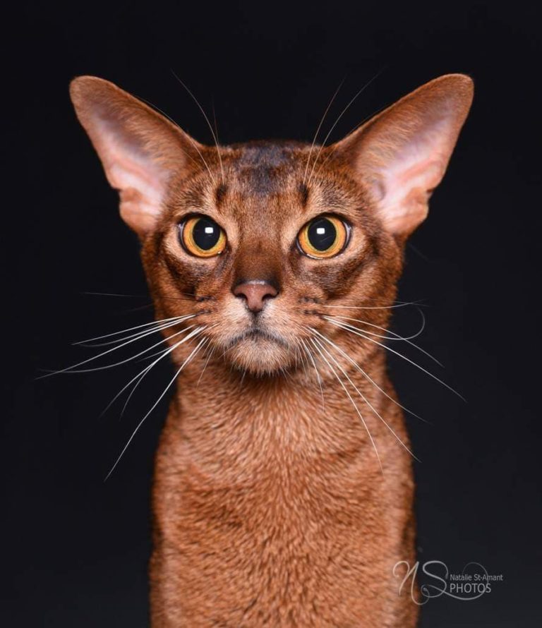 Abyssin (Chat) : Descriptif de la race, caractère et soins