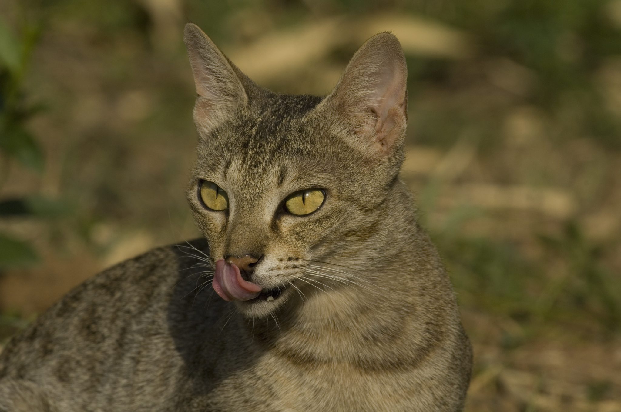 Chausie - Zanimalia