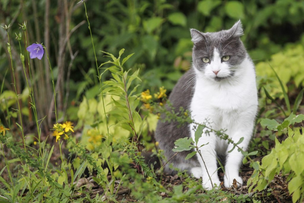 European Shorthair - Zanimalia