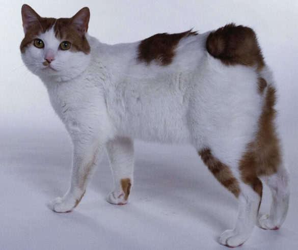 Japanese Bobtail - Zanimalia