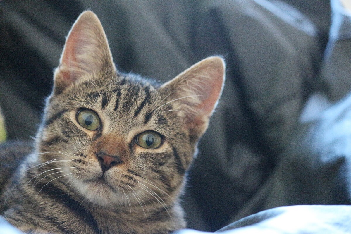 Pixie-Bob - Zanimalia